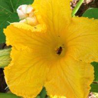 Digging Food – Gardening, Foraging, Cooking and Canning