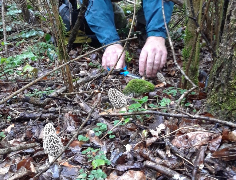The Perfect Morel Patch and a Few Tips for Finding Morels in the Deep ...