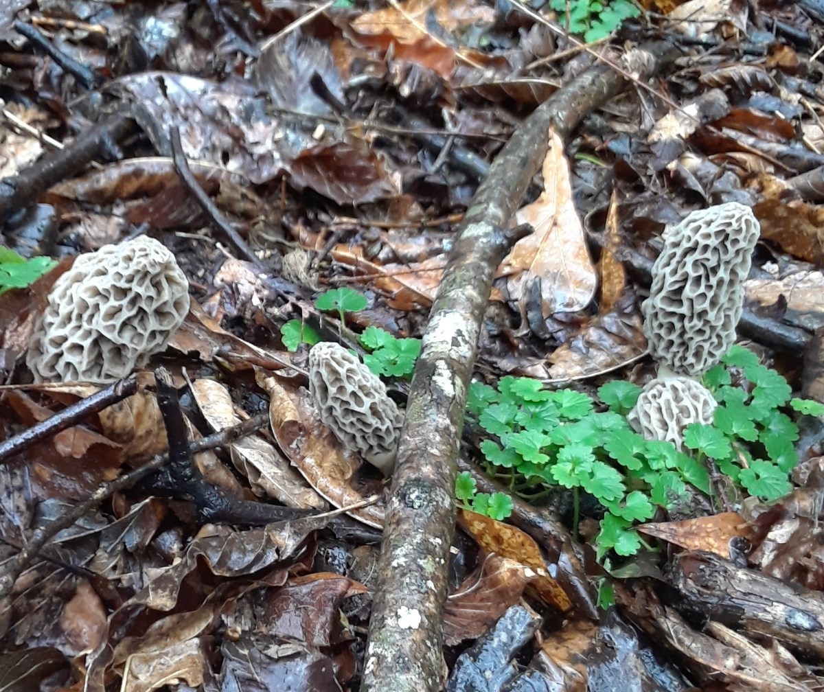 The Perfect Morel Patch and a Few Tips for Finding Morels in the Deep ...