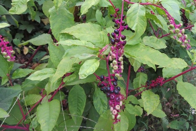 Picking and Preparing Poke Sallet; Lessons from Nanny – Digging Food