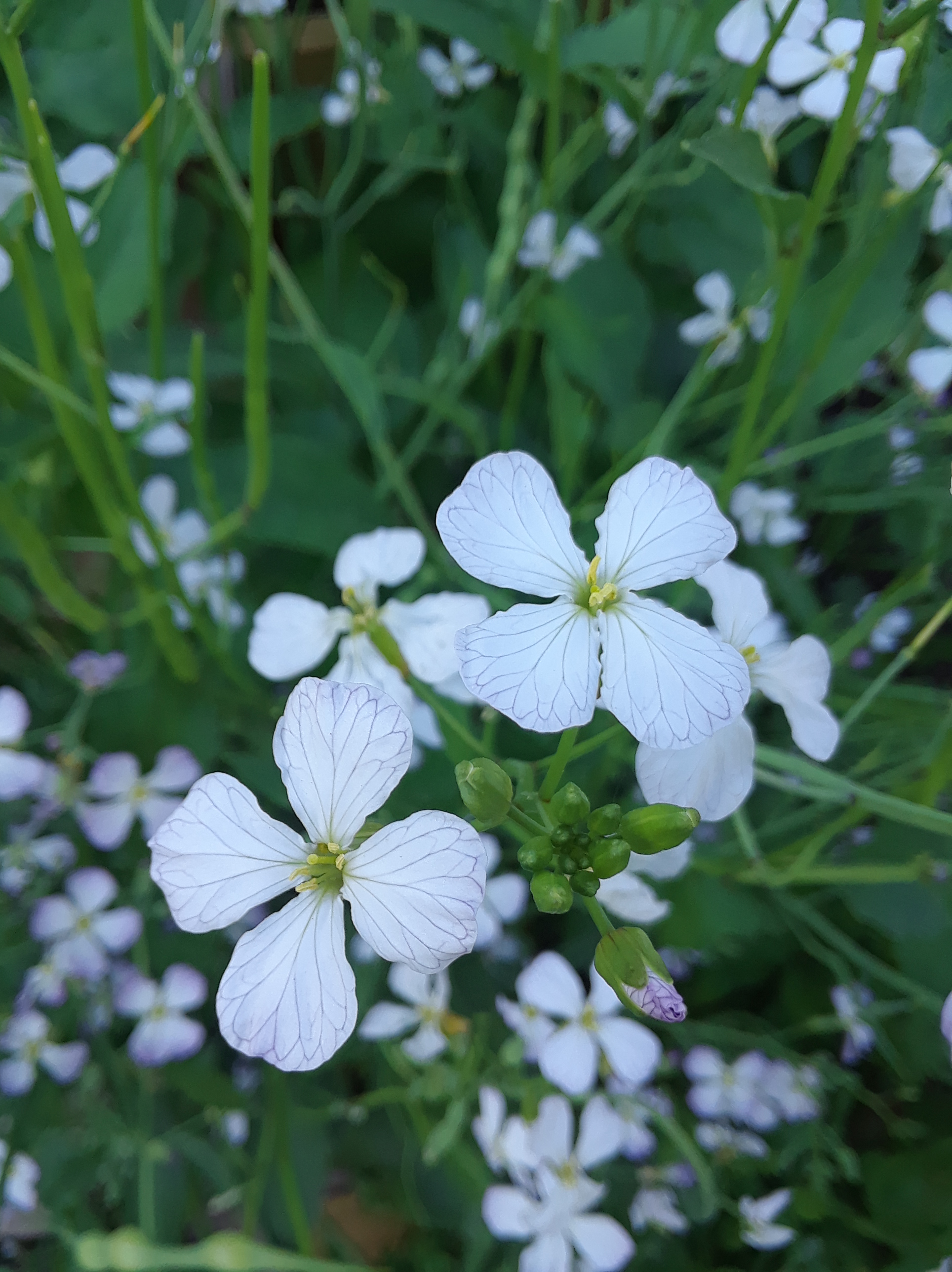 Burmese Rat-Tail Radish or for the Sake of Decorum, “Aerial Radishes ...