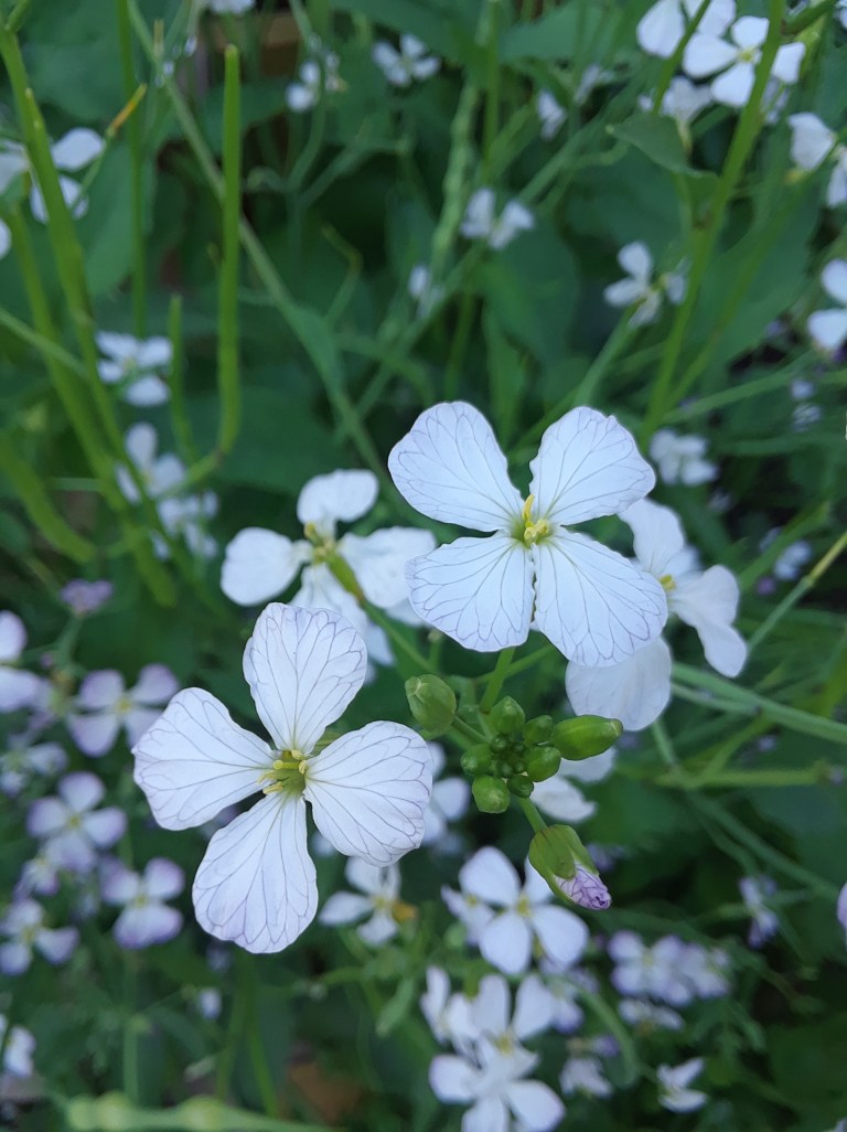 Burmese Rat-Tail Radish or for the Sake of Decorum, “Aerial Radishes ...