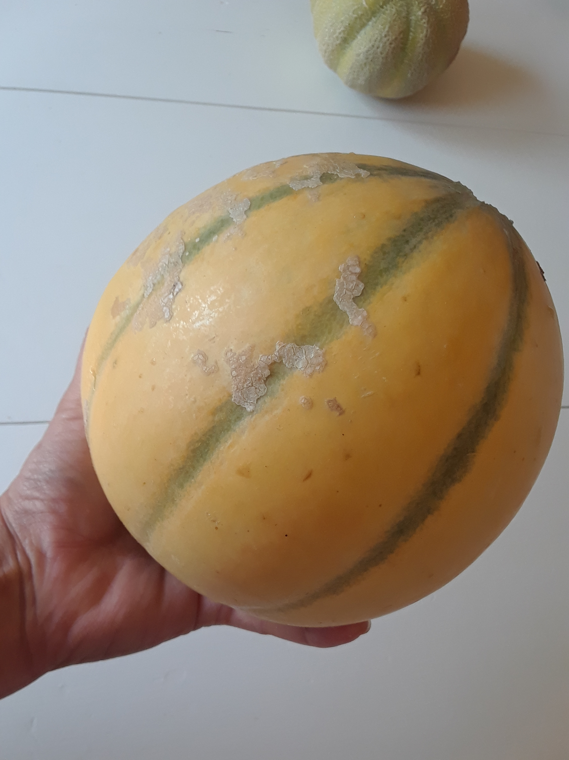 Mini-Melon Trials – Digging Food
