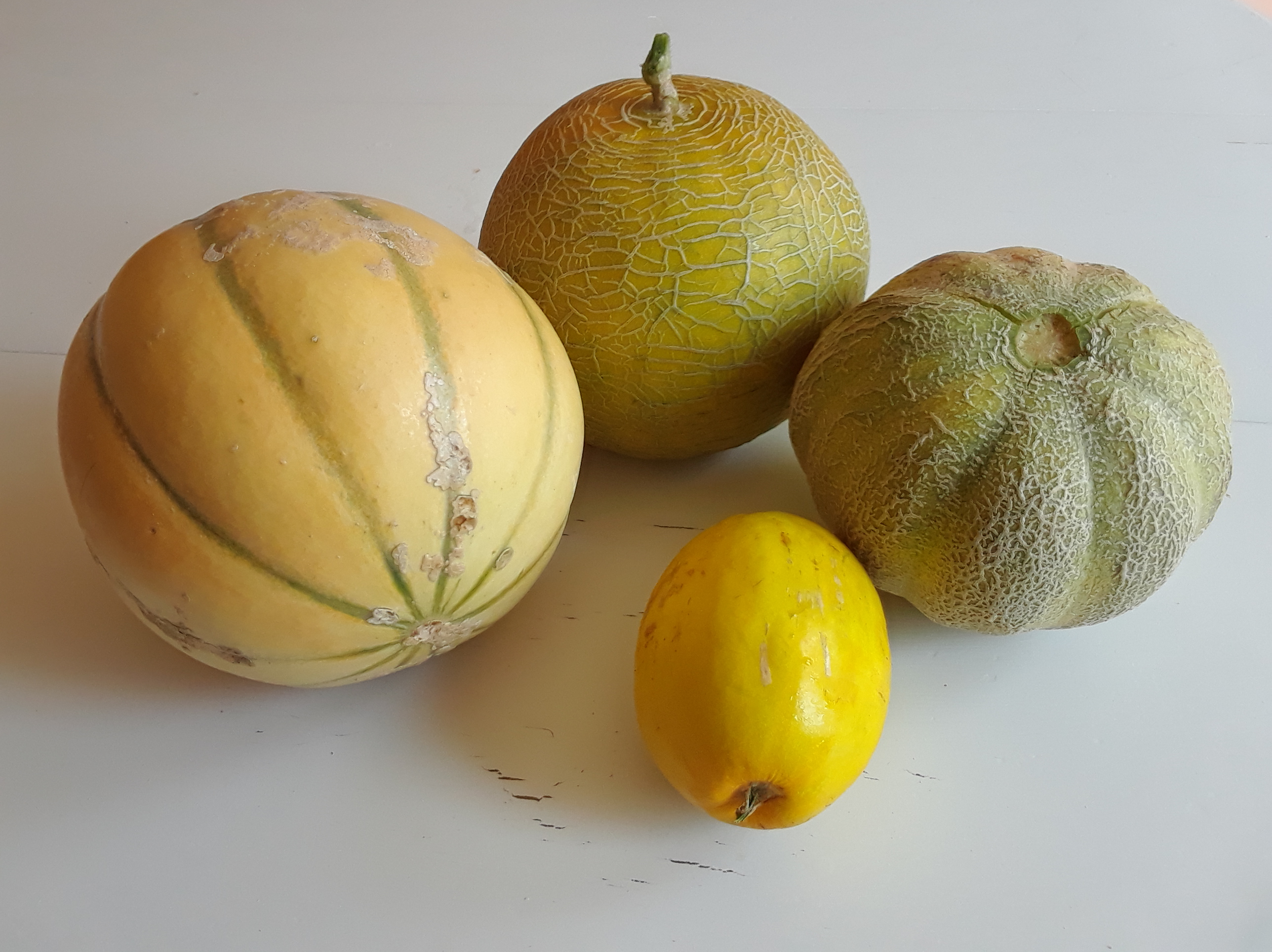 Mini-Melon Trials – Digging Food