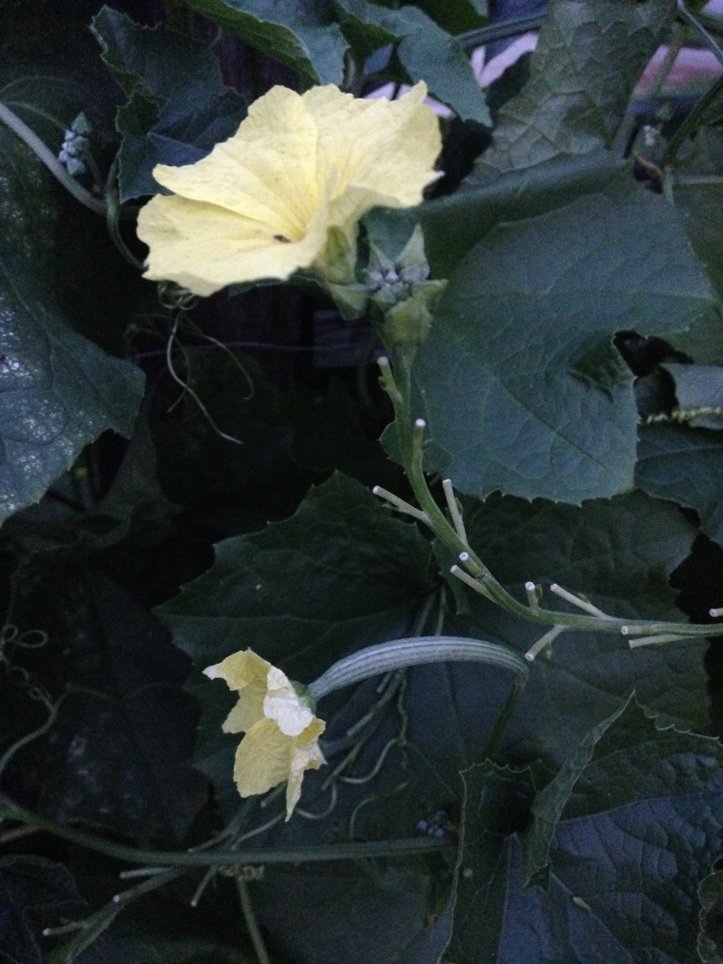 I Love Luffa – Digging Food