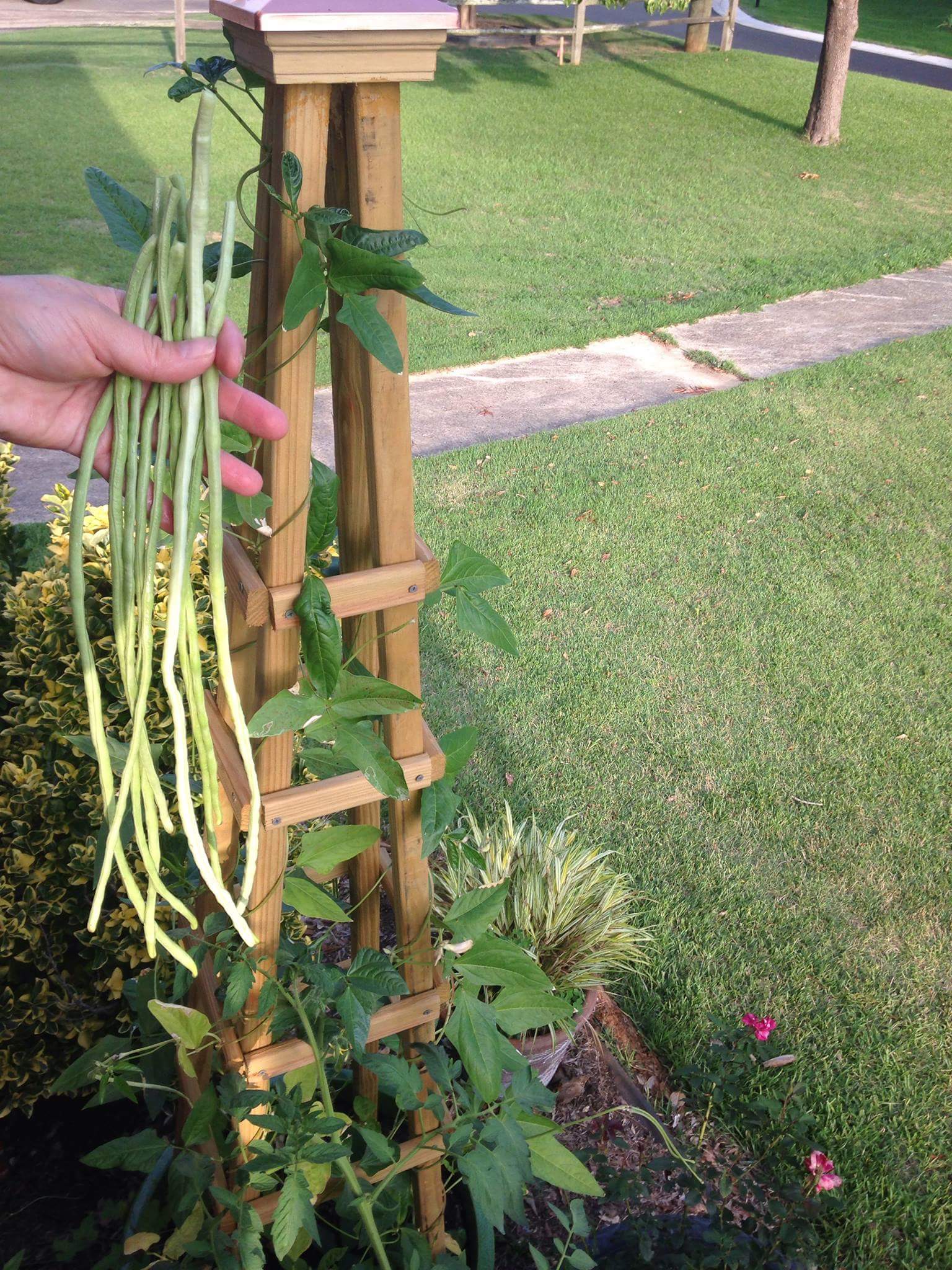 Red Seeded Long Bean: The Yard-Long Asparagus Noodle Cousin of the ...