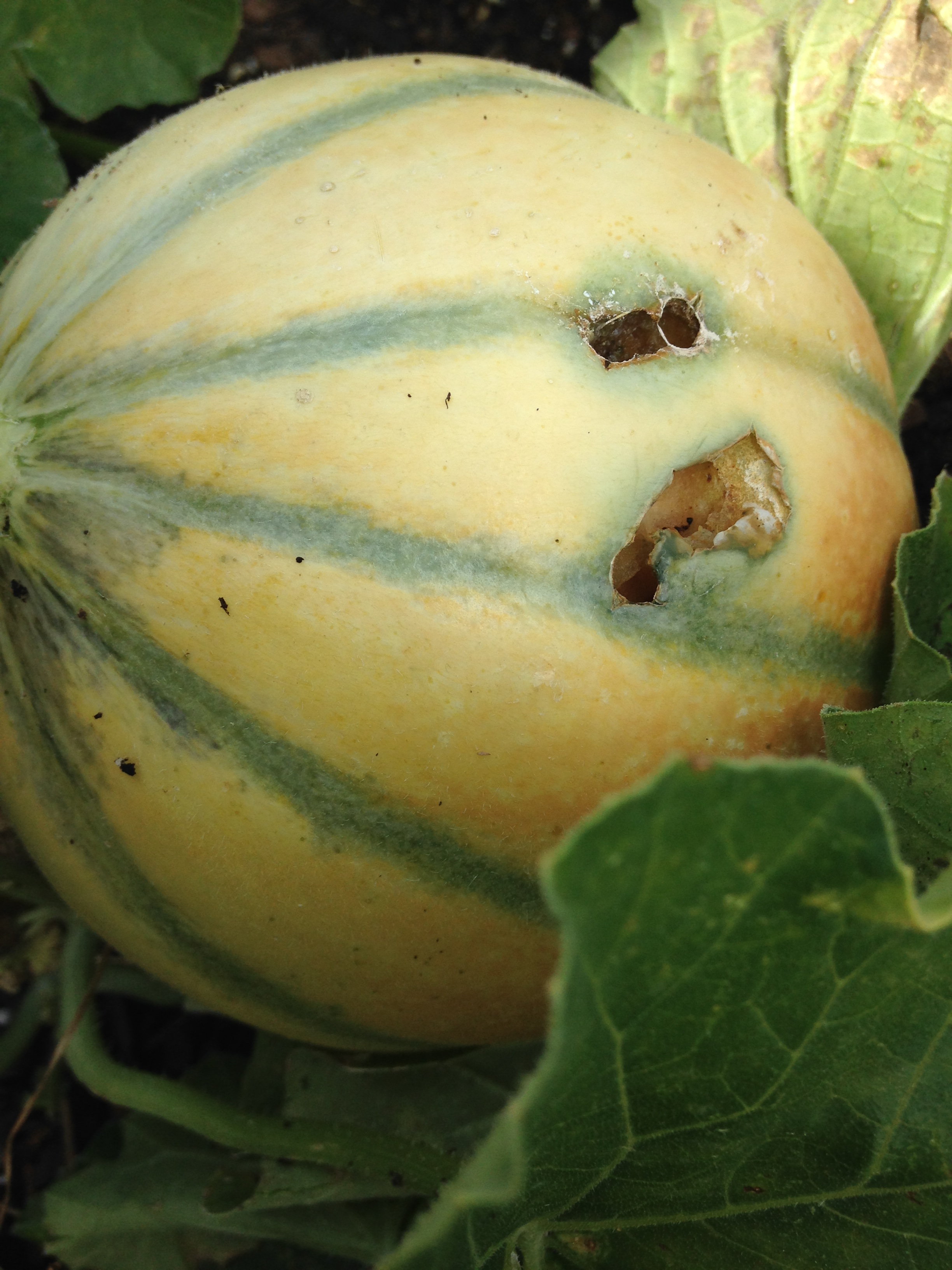 Mini-Melon Trials – Digging Food