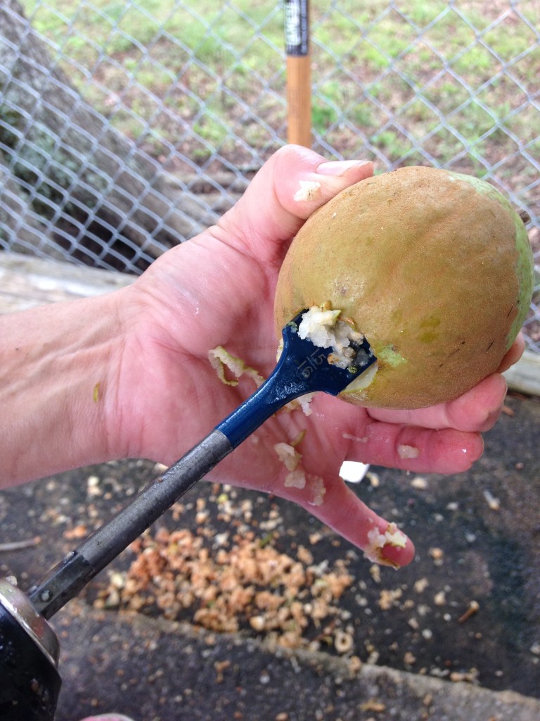 Old-fashioned Pear Preserves – Digging Food