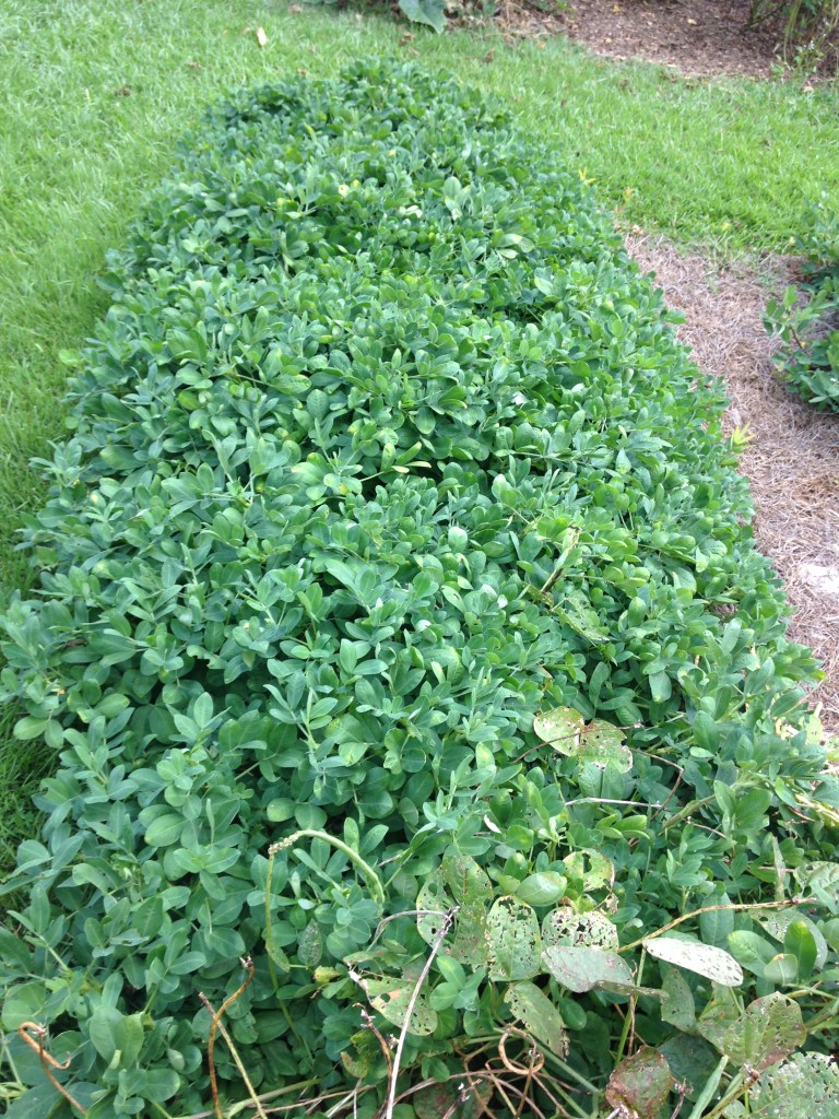 Frontyard Peanut Patch – Digging Food