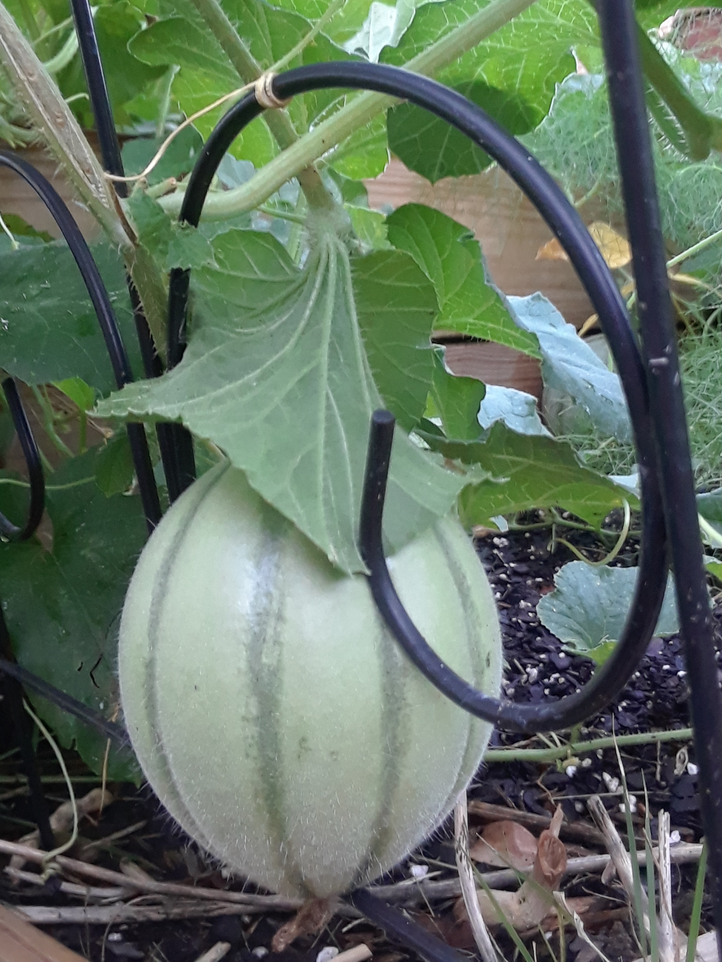 Mini-Melon Trials – Digging Food