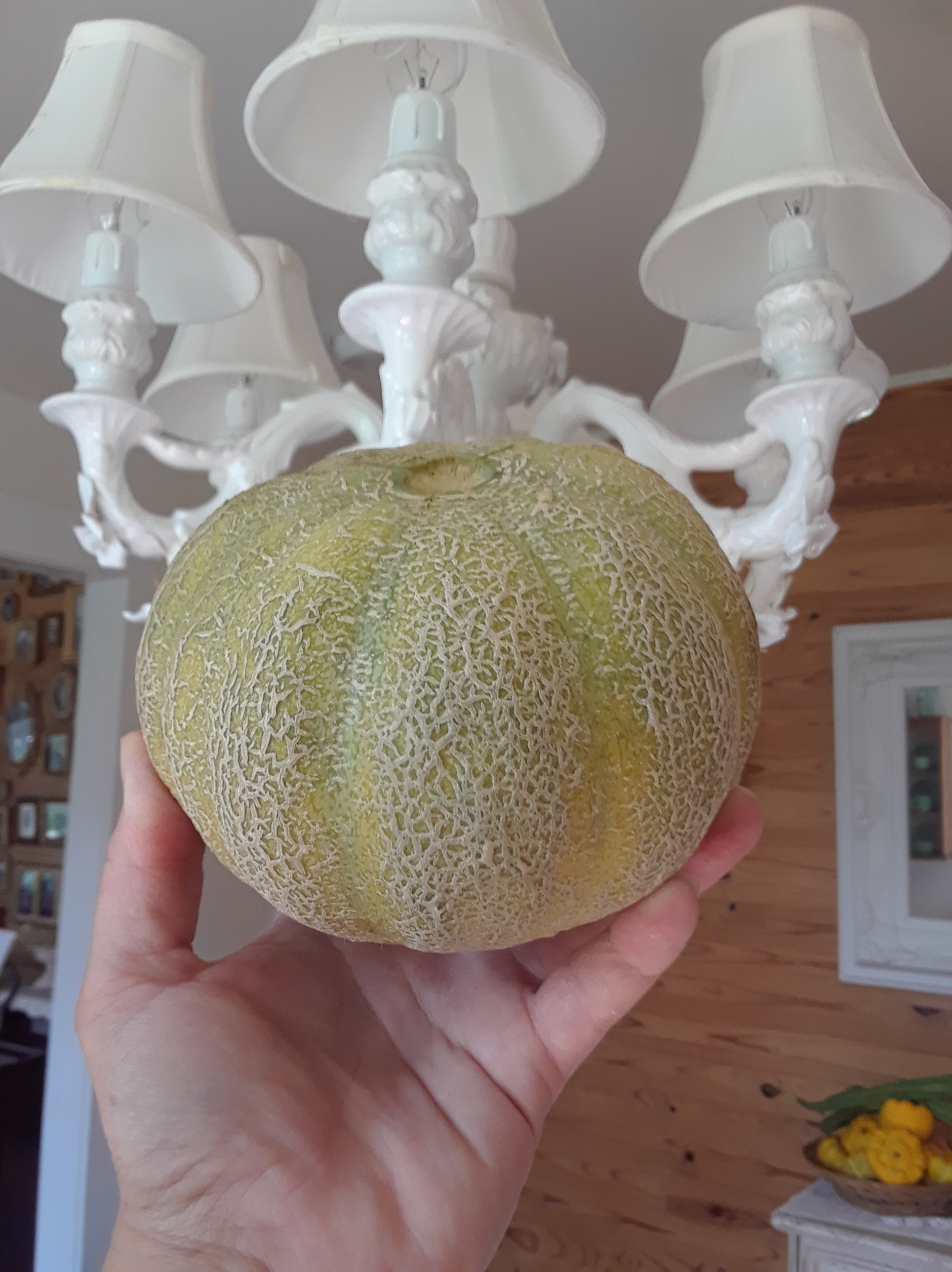 Mini-Melon Trials – Digging Food