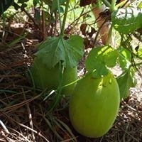Mini-Melon Trials – Digging Food